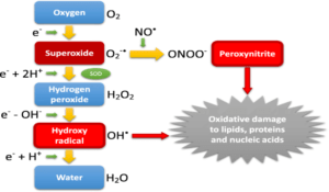 Hyperoxia and VA-ECMO for cardiac arrest: is less, more? - INTENSIVE
